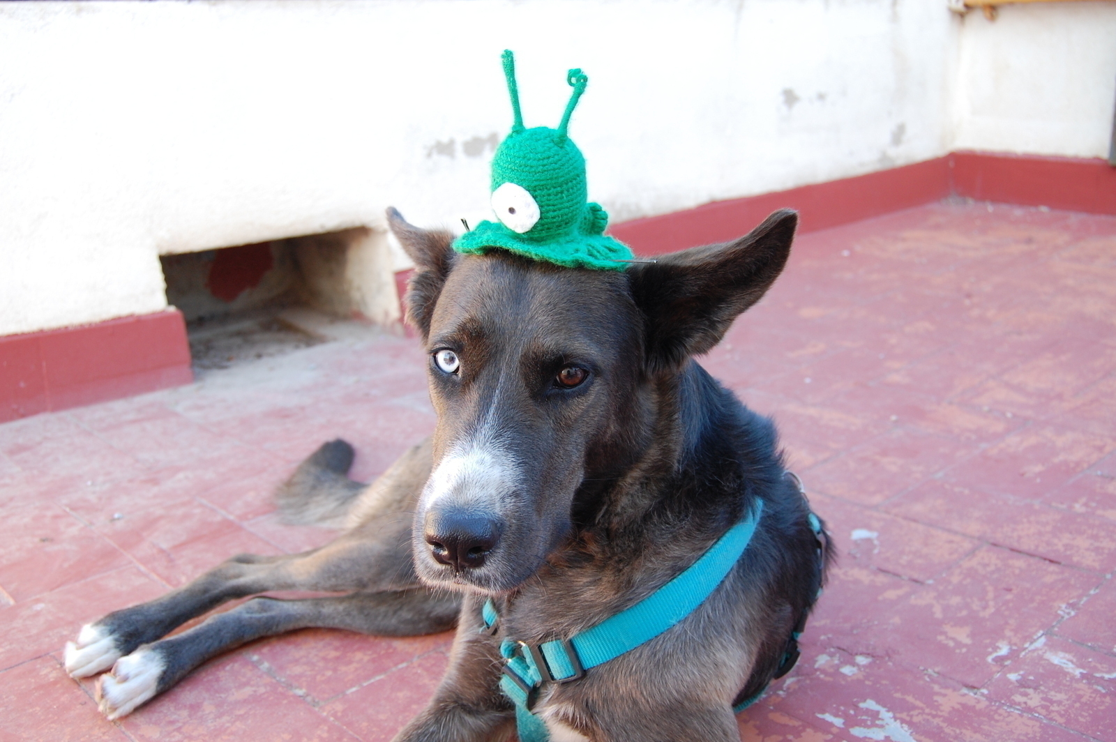 Futurama Brain Slug · A Character Hat · Hair Styling, Crochet, and ...