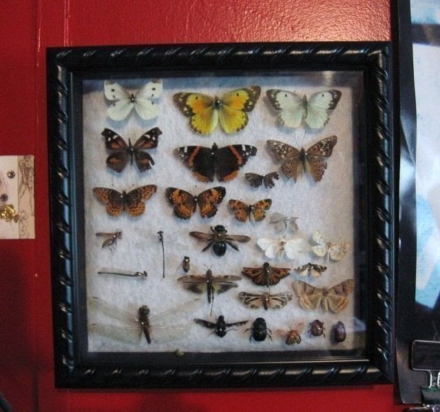 Bug Display Case · How To Make A Framed Decoration · Construction on ...