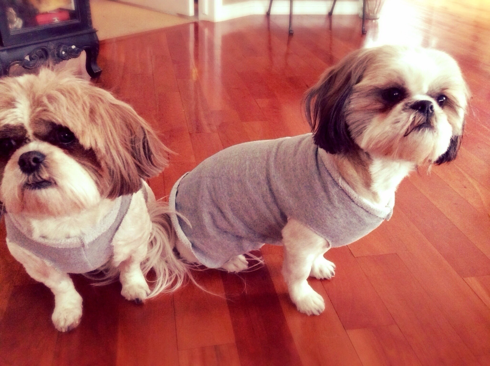 No Sew Five Minute Dog Sweater How To Make A Dog Outfit Other On 