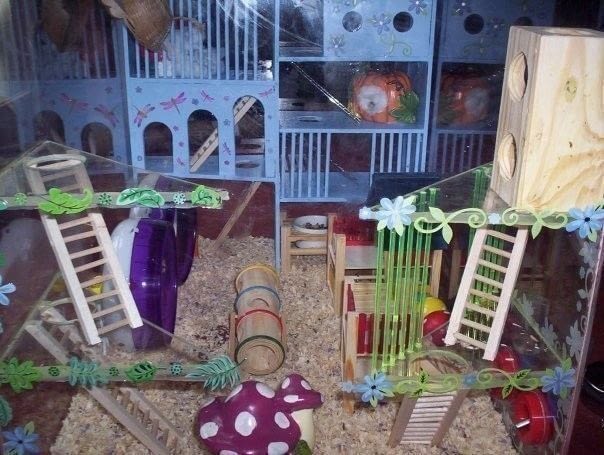 Mouse Cages From Scratch! · An Aquarium Tank · Construction, Woodwork ...